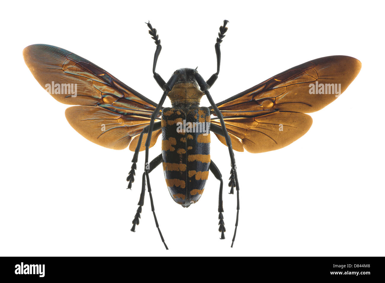 Hybrid of a 'Nemophas Forbesi' insect and the wings of a 'Megascolia ...