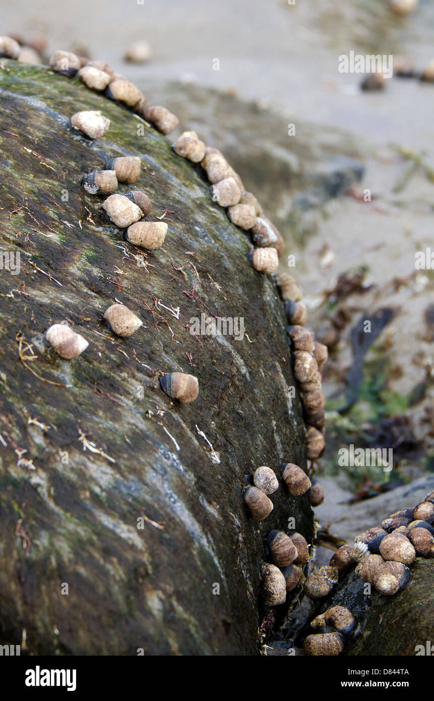 Periwinkle snail hi-res stock photography and images - Alamy