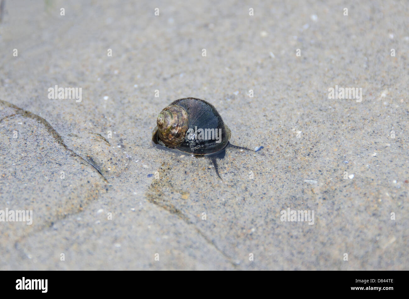 Gastropod mollusk periwinkle hi-res stock photography and images - Alamy