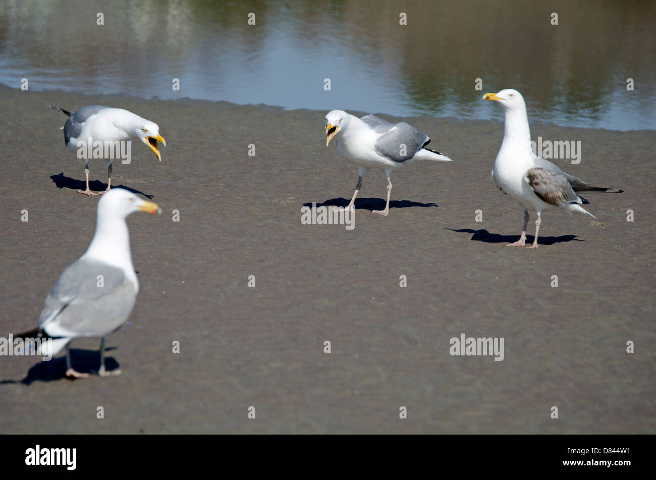 Seagulls arguing on the beach Stock Photo - Alamy