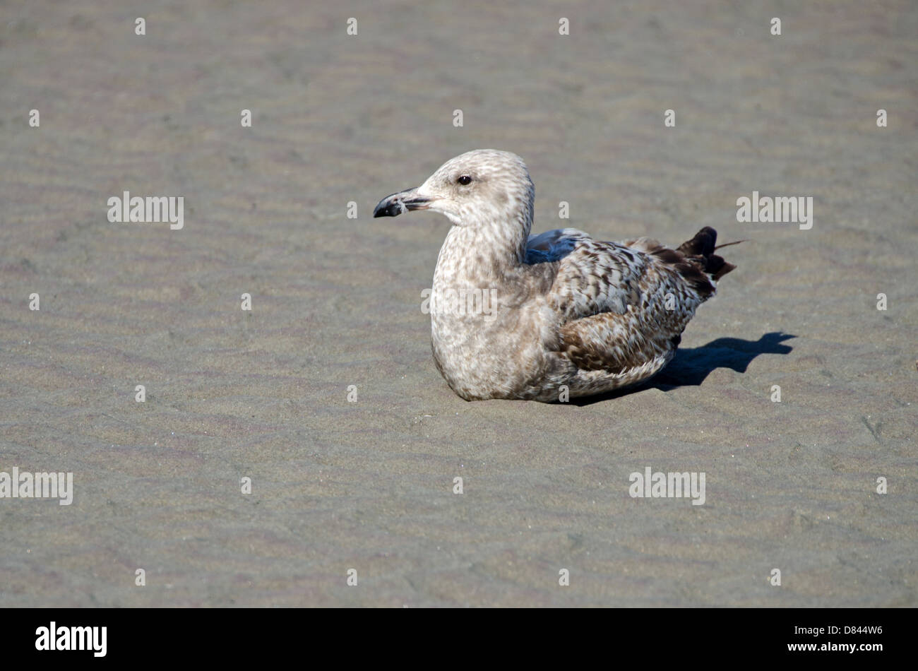 A juvenile Herring Gull sitting on a sandy beach Stock Photo - Alamy