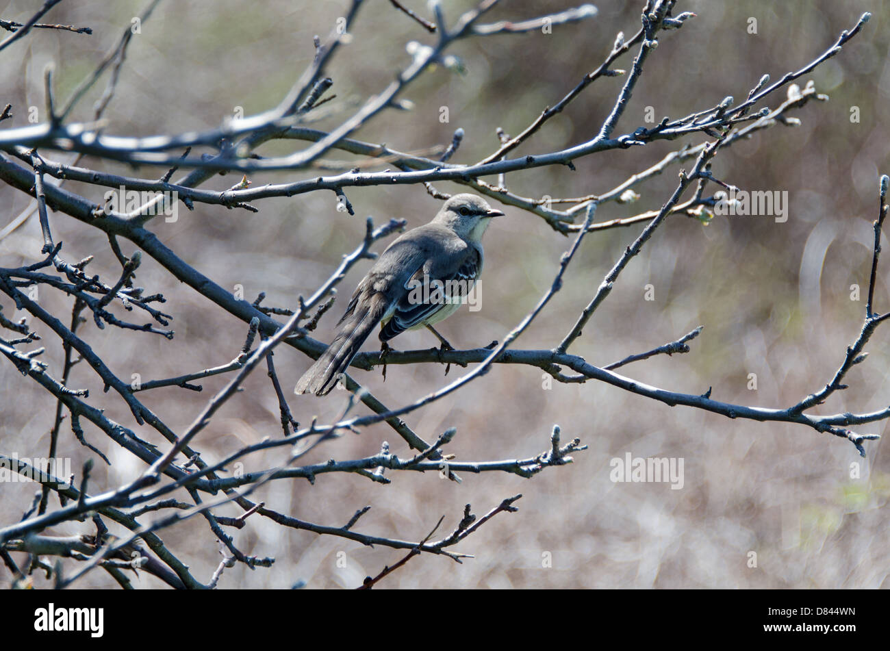 Northern mockingbird on branch hi-res stock photography and images - Alamy