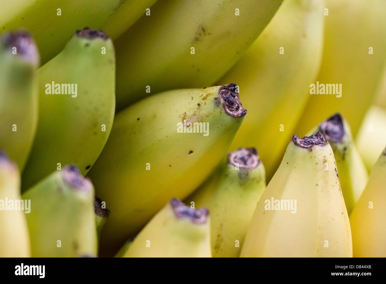 Bunch of bananas Stock Photo - Alamy