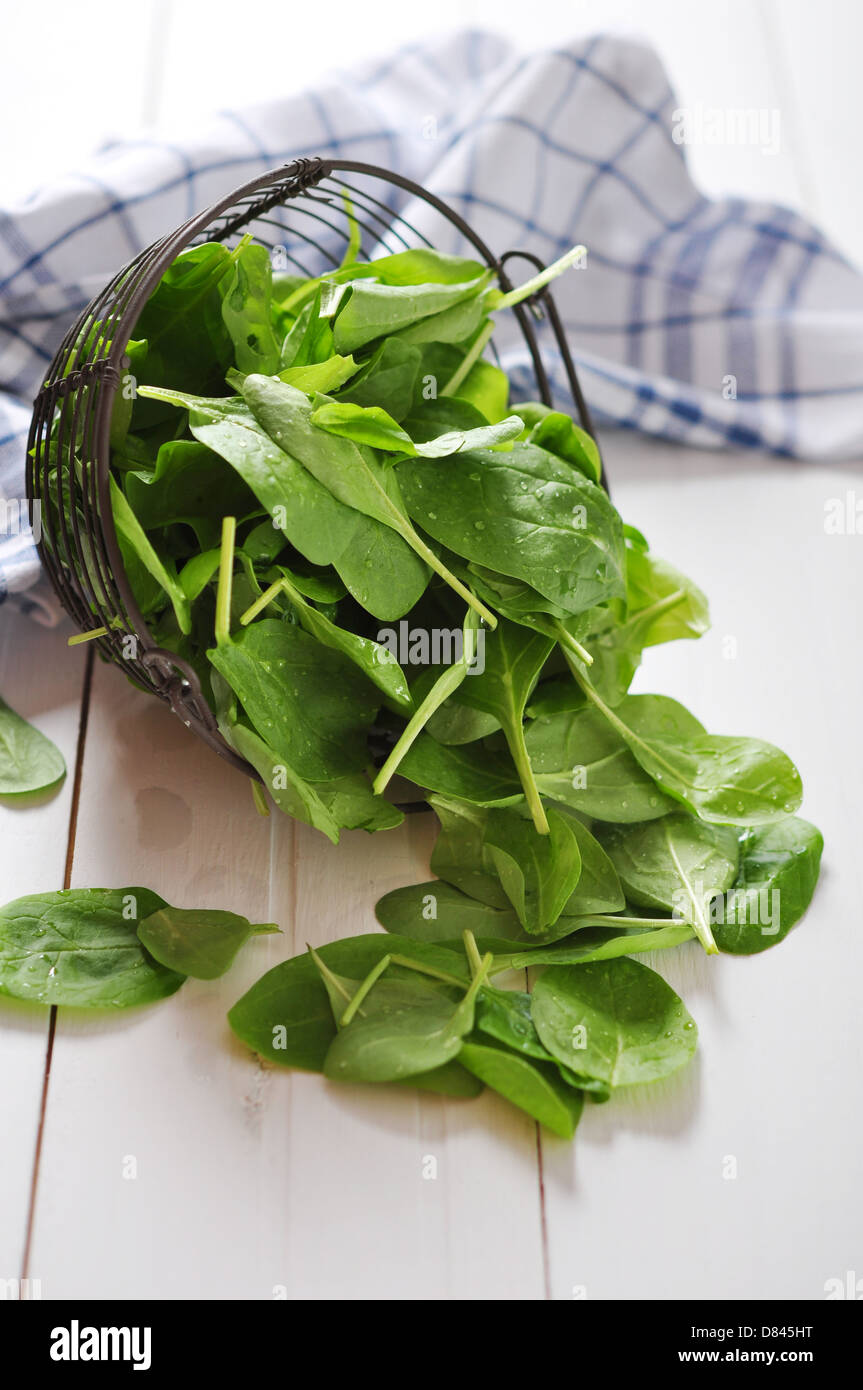Closeup spinach plant hi-res stock photography and images - Alamy