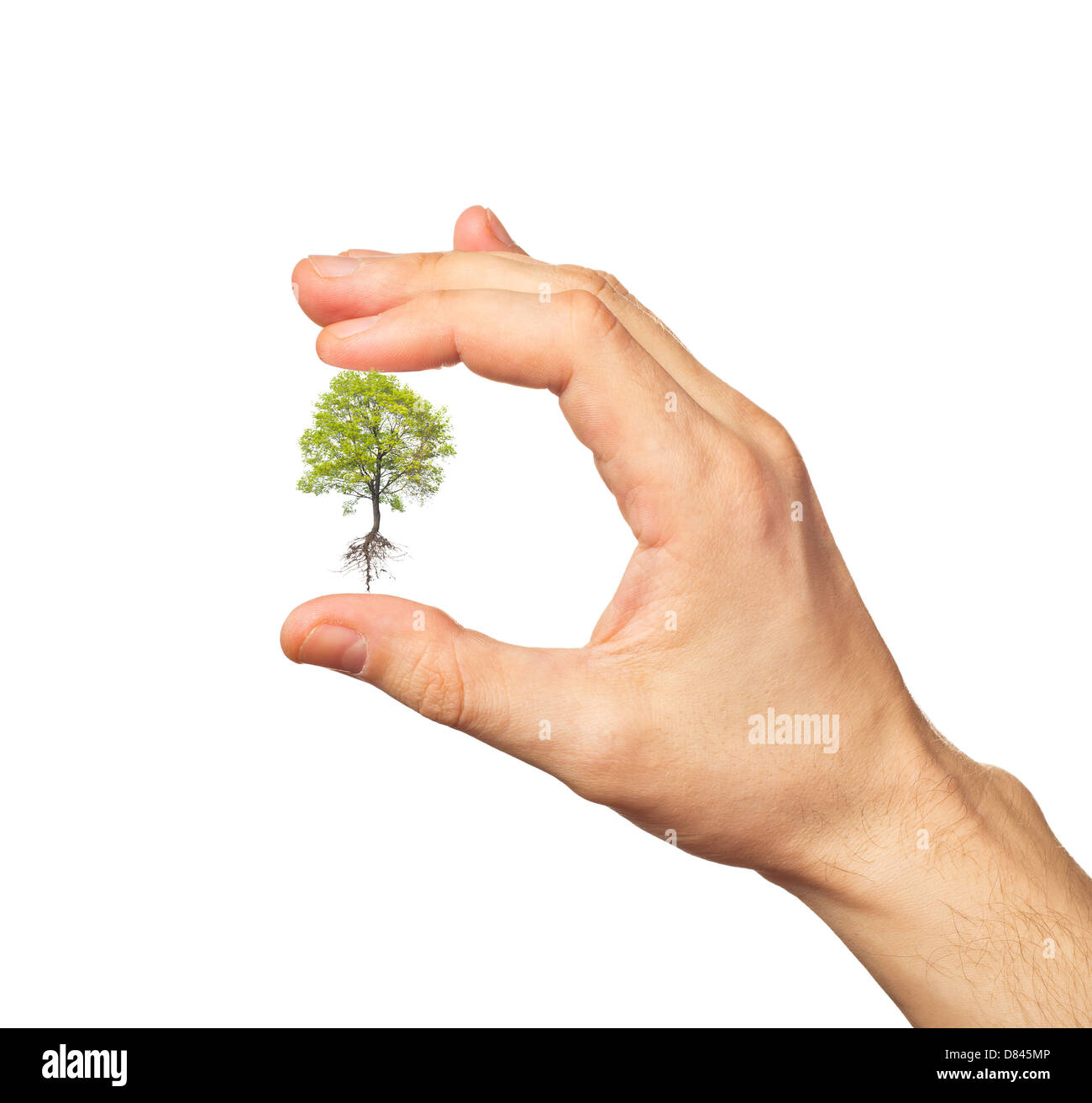 Green tree with a root in the hand on white background Stock Photo - Alamy