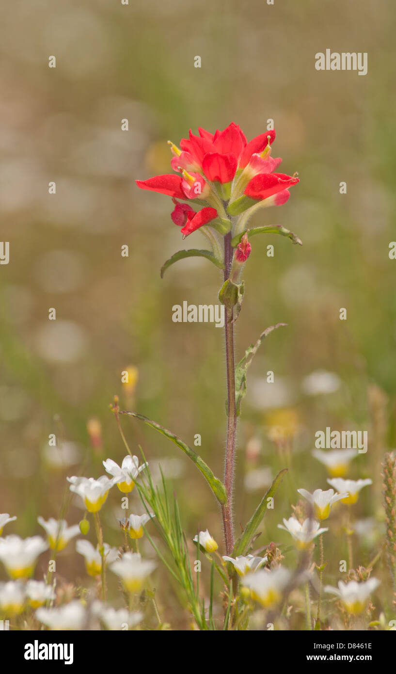 Castilleja indivisa hi-res stock photography and images - Alamy