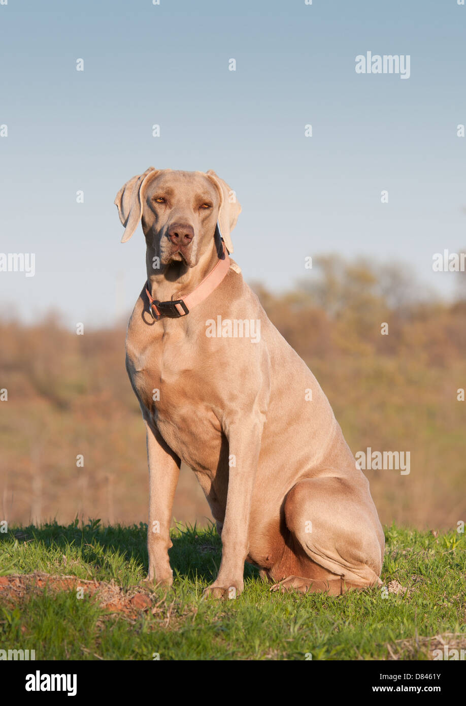 Weimaraner dog sitting in green spring grass Stock Photo - Alamy