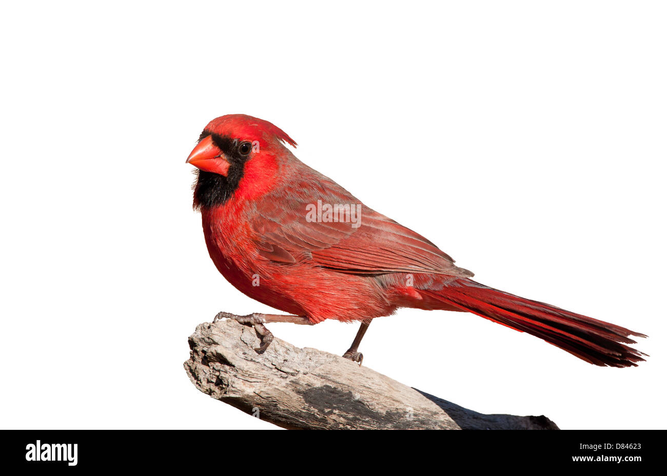 Handsome bright red Northern Cardinal male perched on a limb, isolated ...