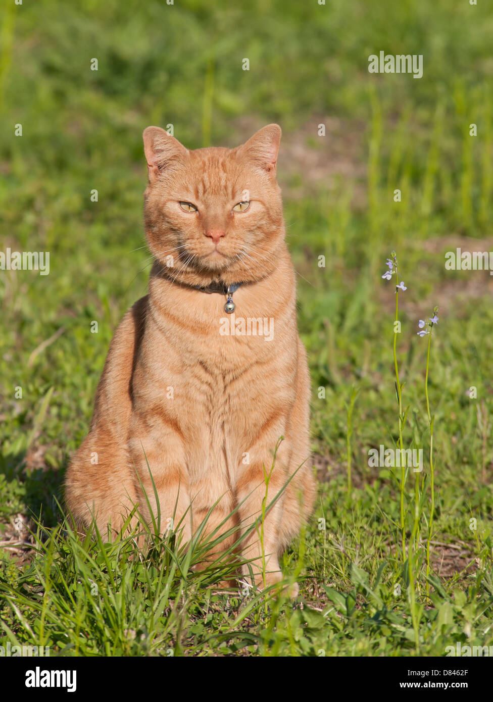 Handsome ginger tabby cat in bright green spring grass Stock Photo - Alamy