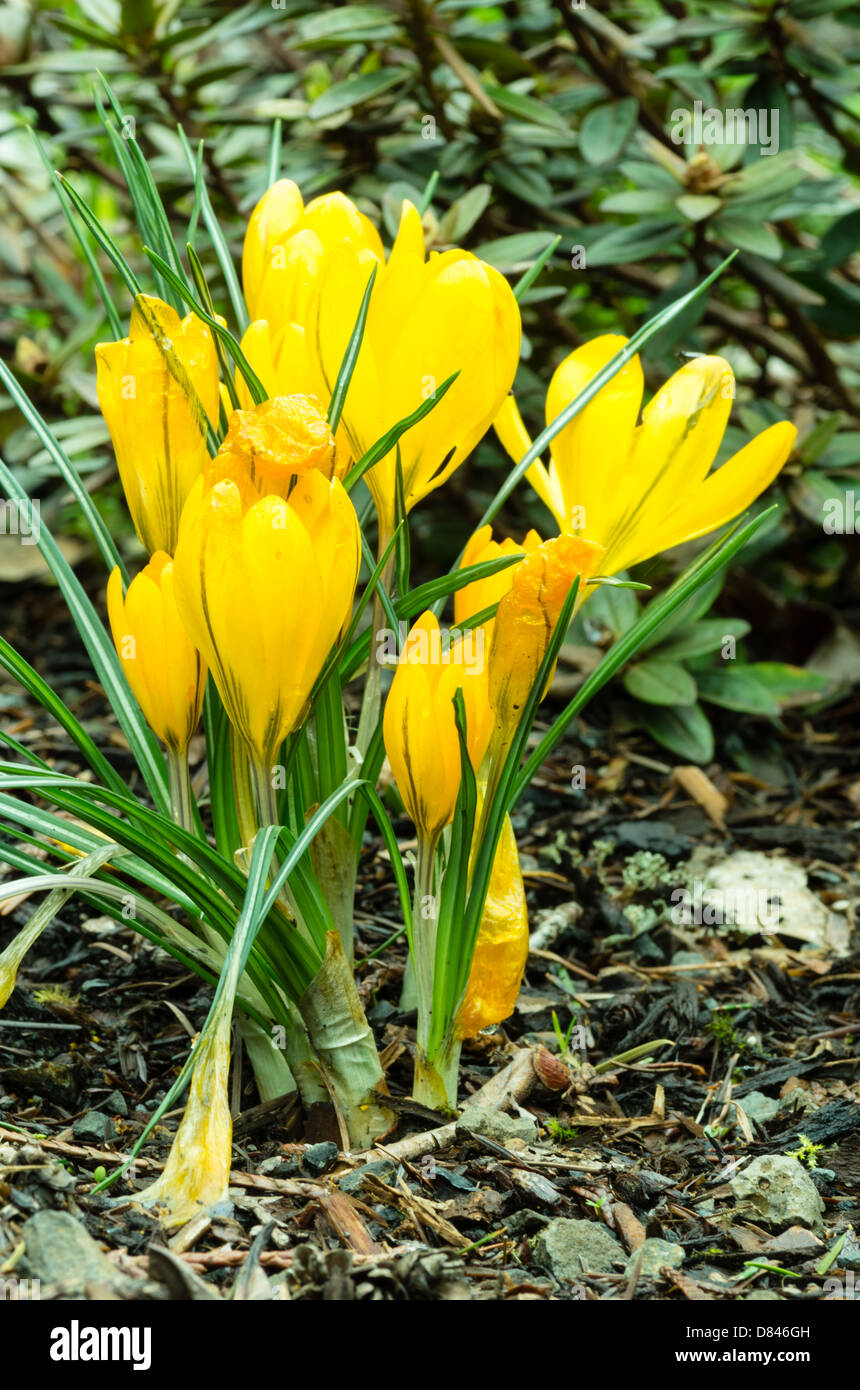 Yellow crocus flowers blooming in the garden Stock Photo - Alamy