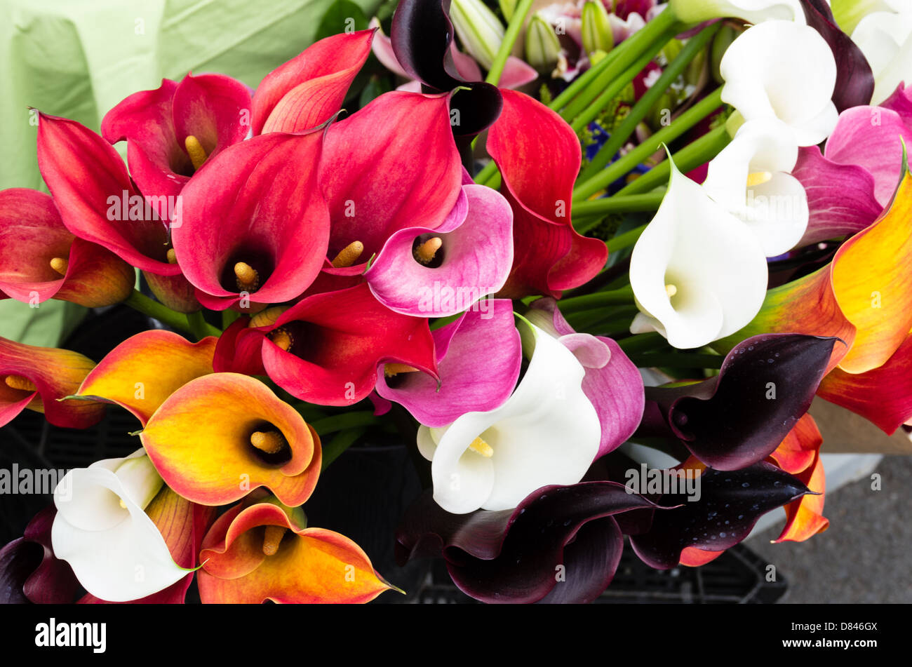 Calla lily flowers in full bloom on display at the farmers market Stock ...