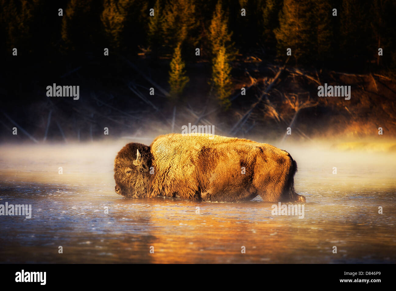 A wild bison crossing a river in yellowstone national park at sunrise ...