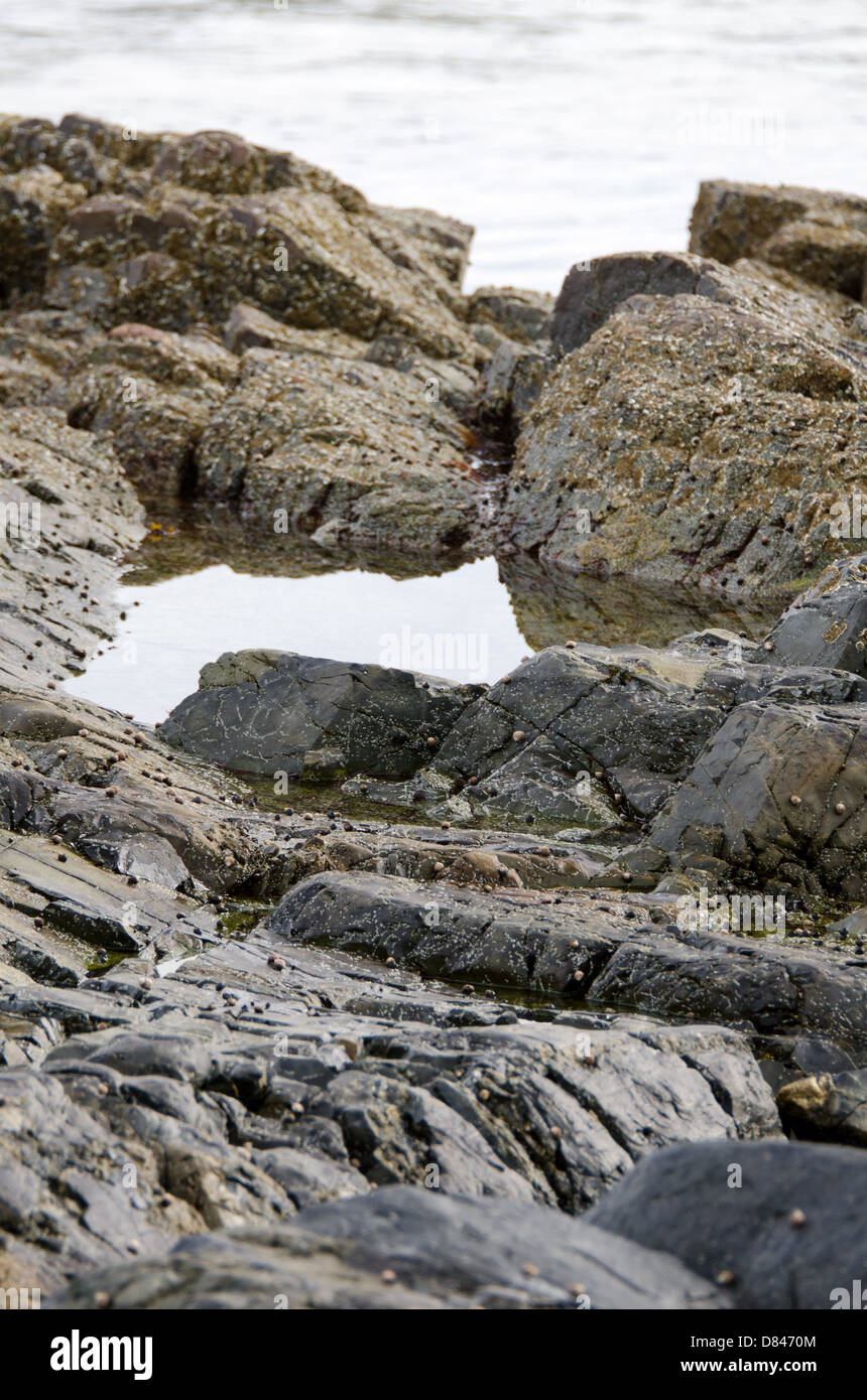 Rocks covered in periwinkle snails enclose a tidepool in Maine Stock ...