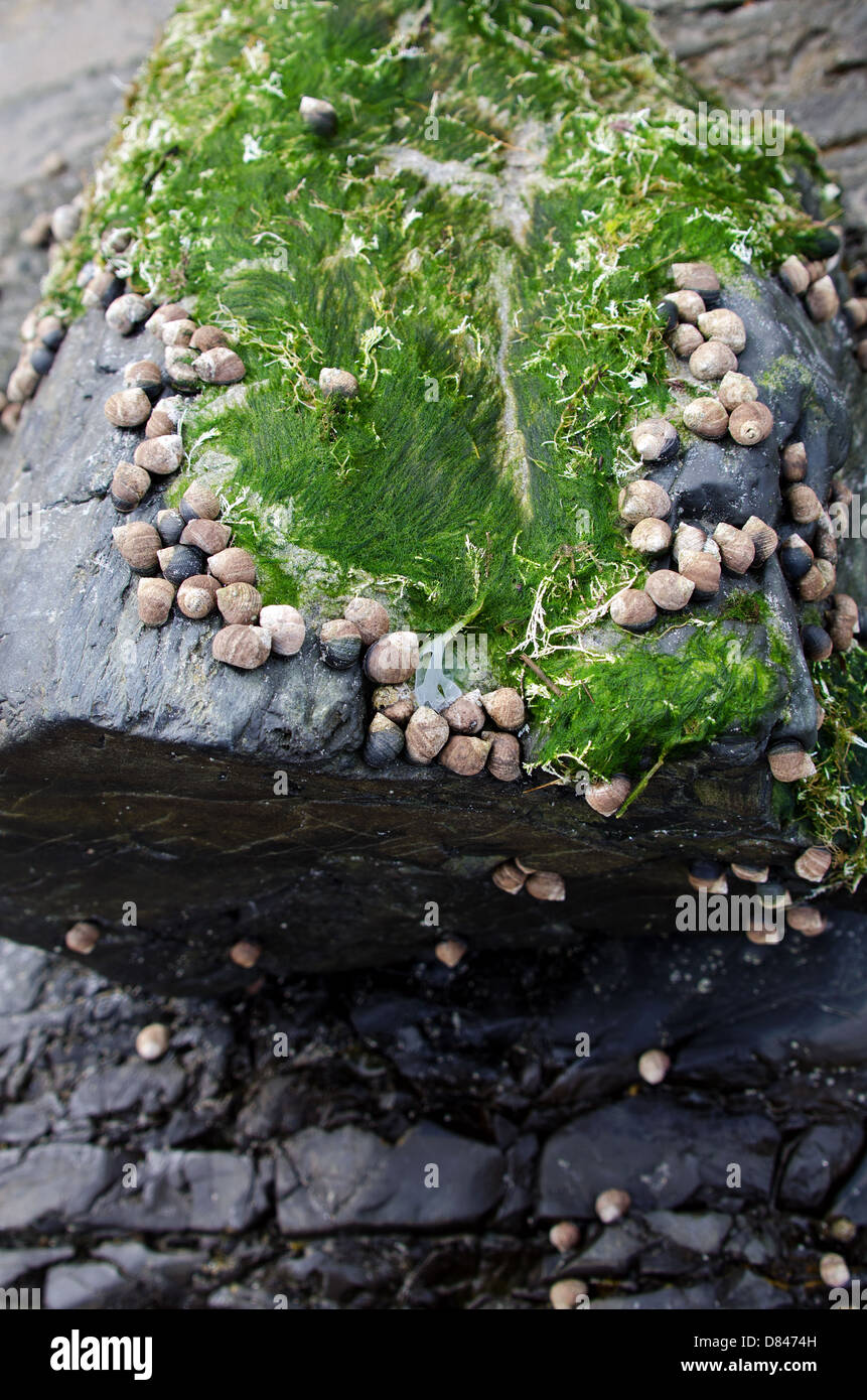 Common periwinkle with marine algae on rock, Ogunquit, Maine Stock ...