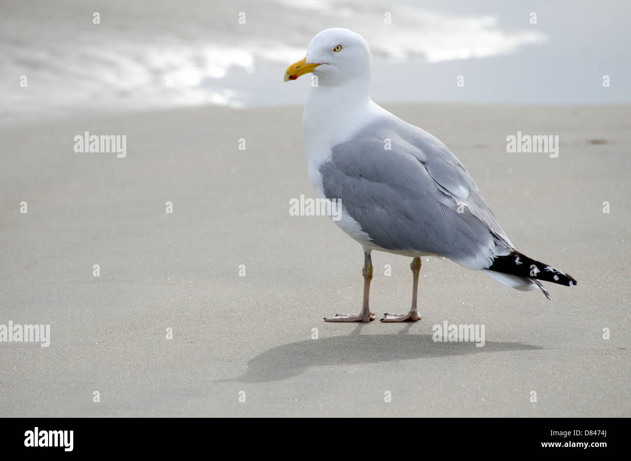 A seagull standing on a beach at the water's edge, looking back at the ...