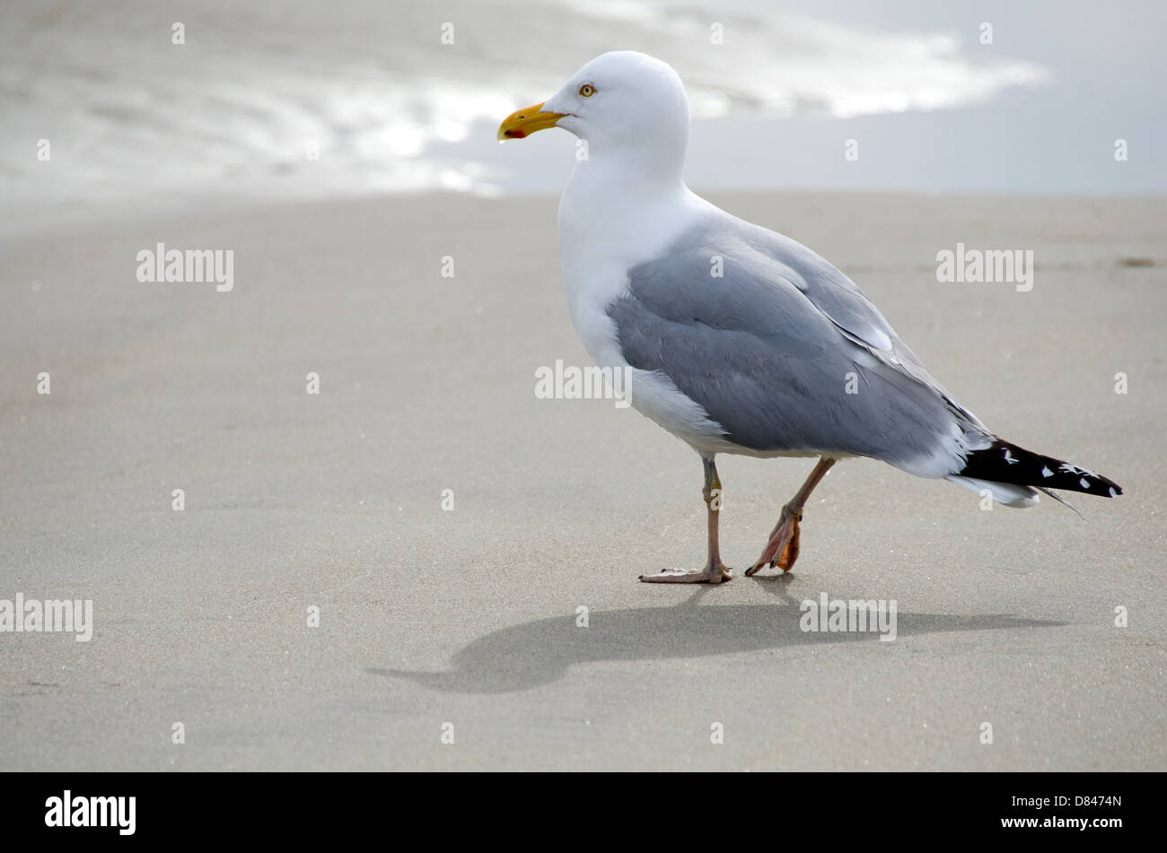 A seagull walking along a beach at the water's edge, looking back at ...