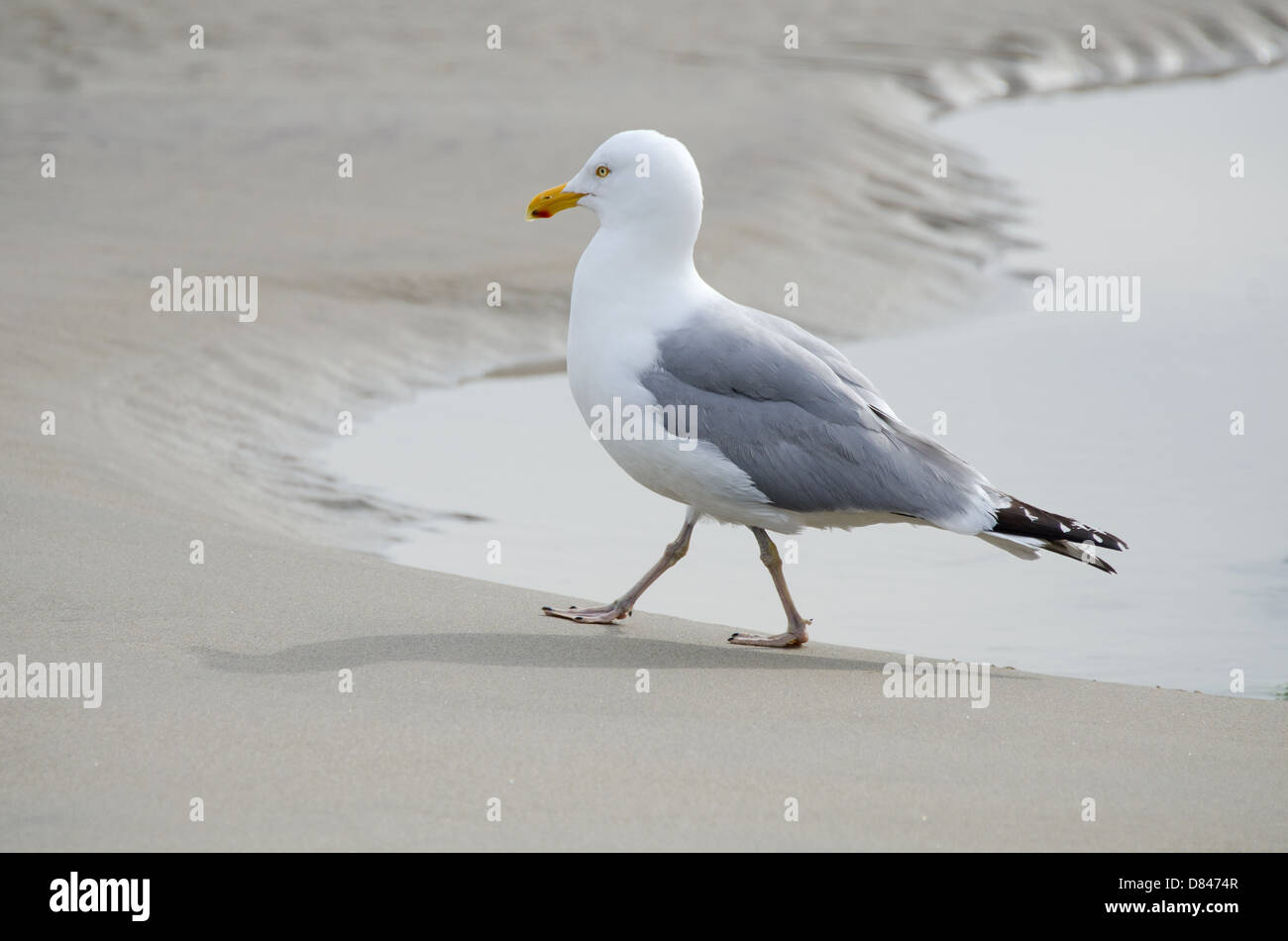 A seagull walking along a beach at the water's edge Stock Photo - Alamy