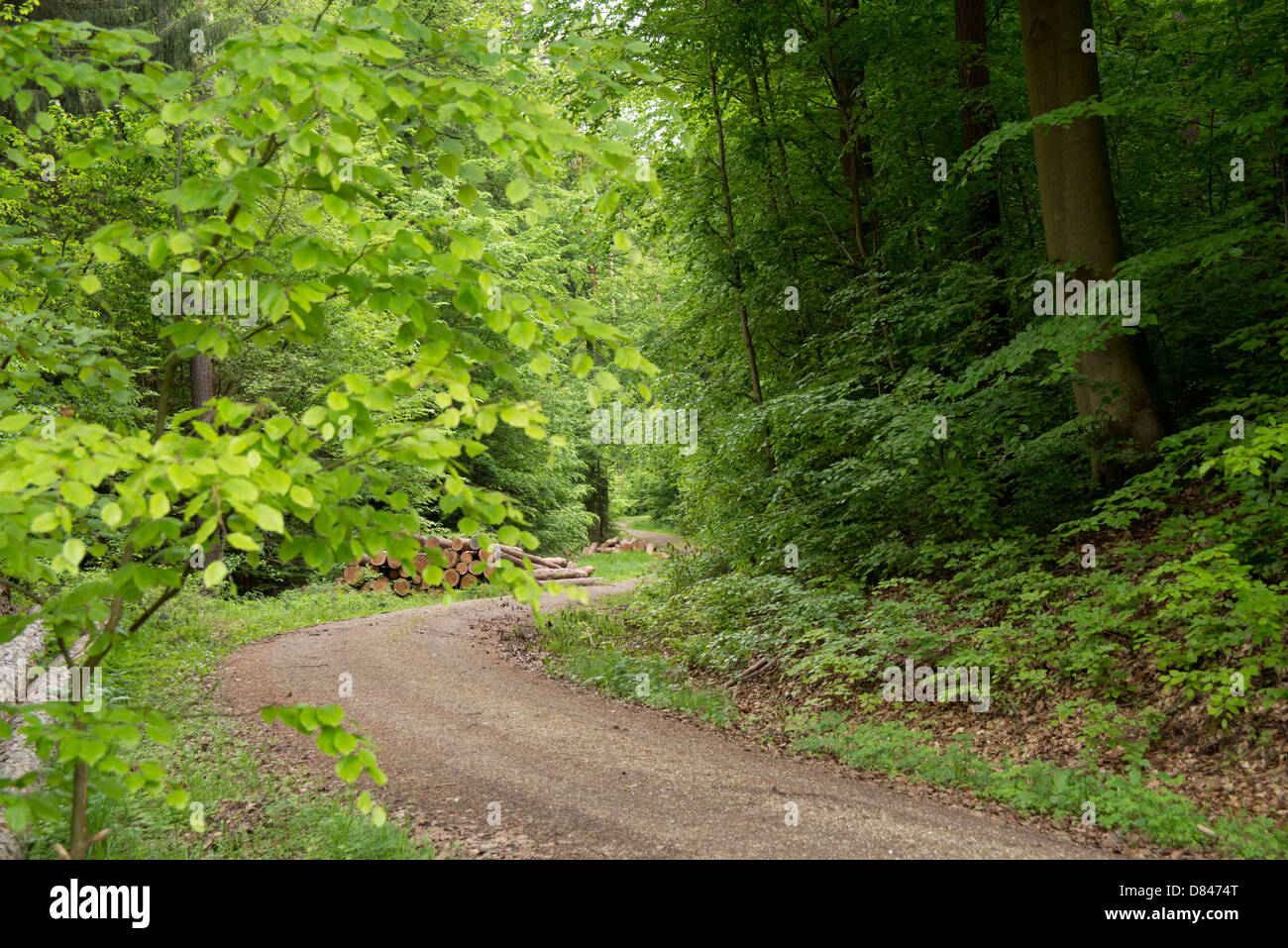 Bend of country dirt logging road winding through a green German forest ...