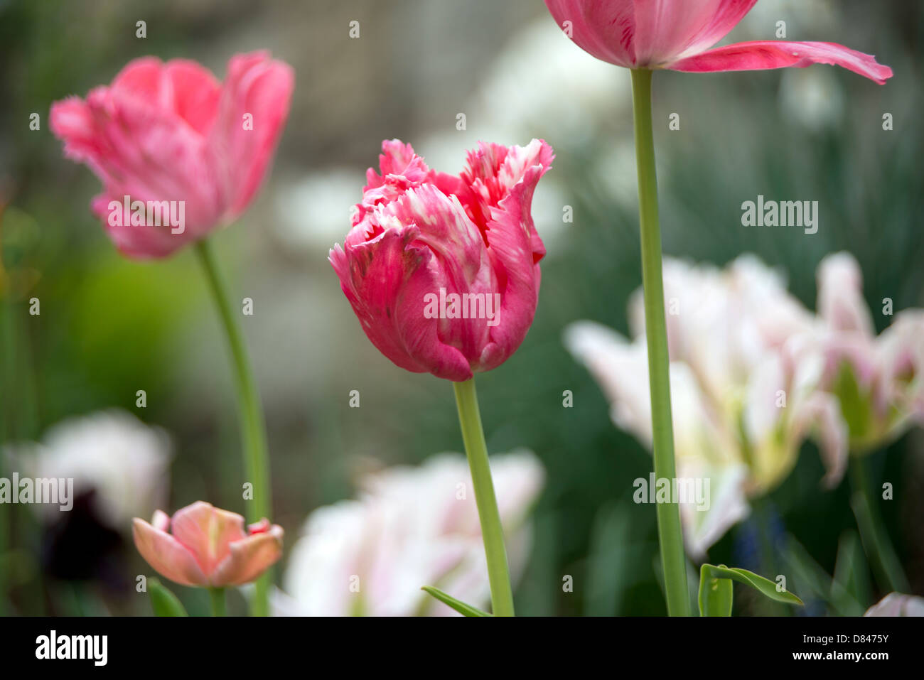 Three pink tulips with ruffled petals growing in a garden with white ...