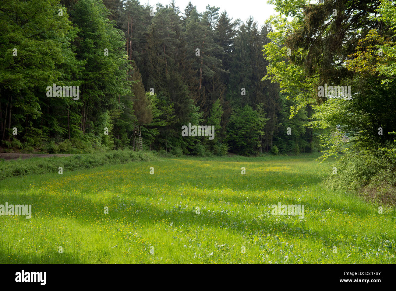 Green meadow field clearing in conifer forest with dirt road in Germany ...