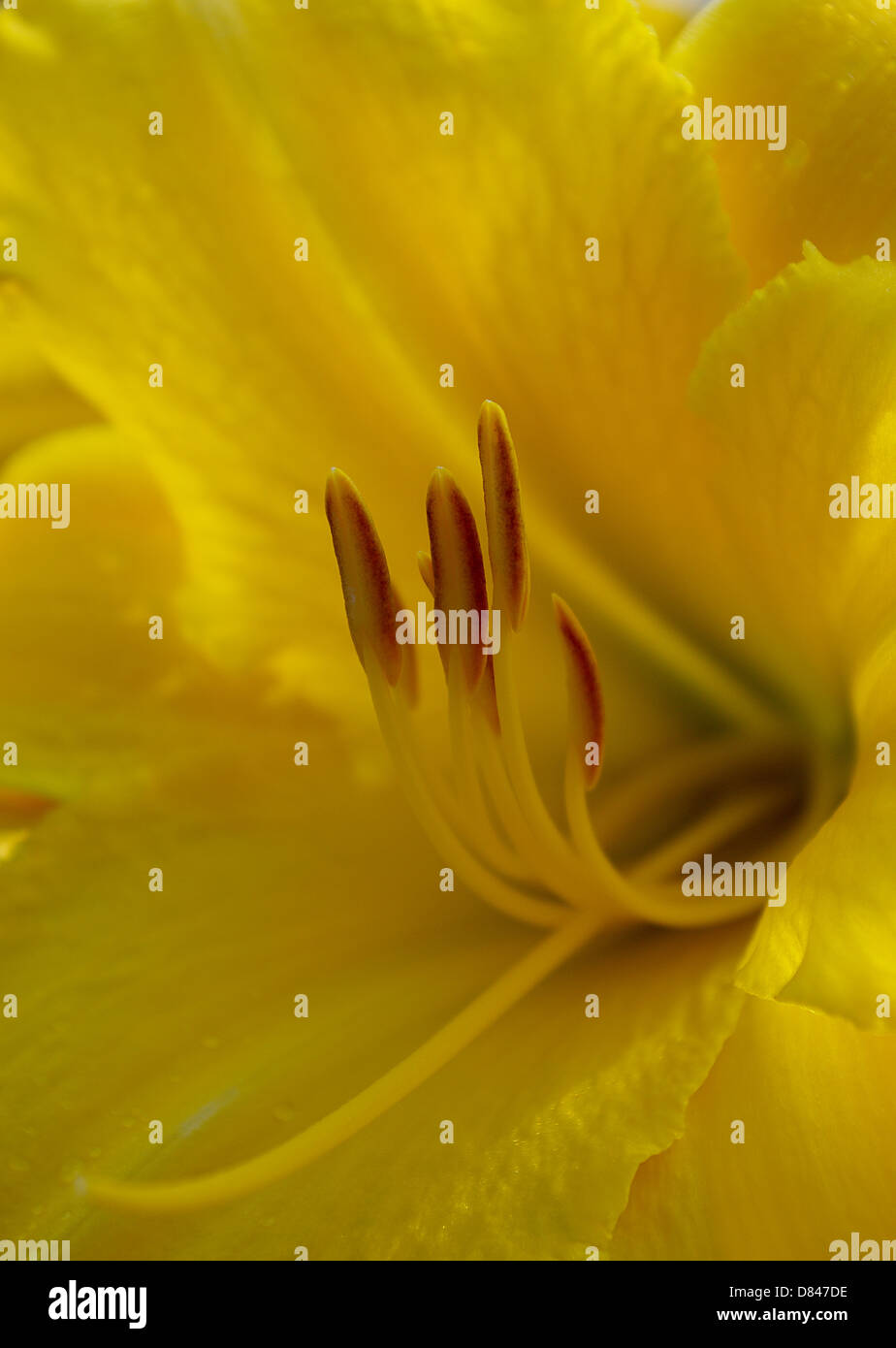 Lily flower stamen hi-res stock photography and images - Alamy