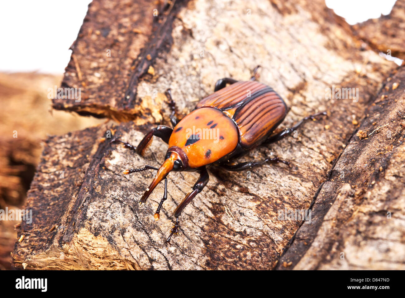 The red palm weevil Stock Photo - Alamy