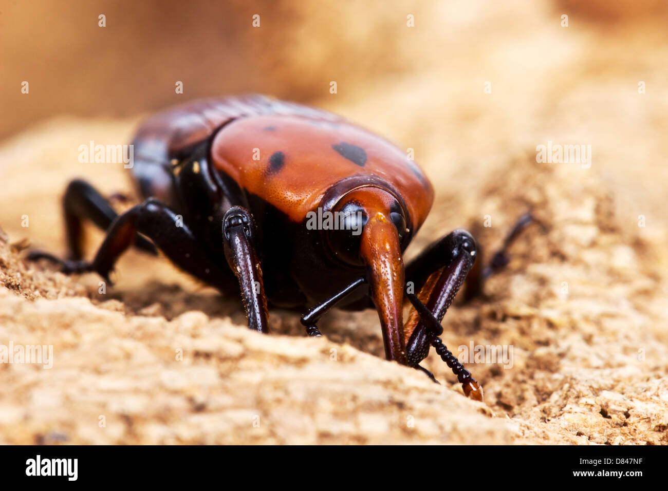 The red palm weevil Stock Photo - Alamy