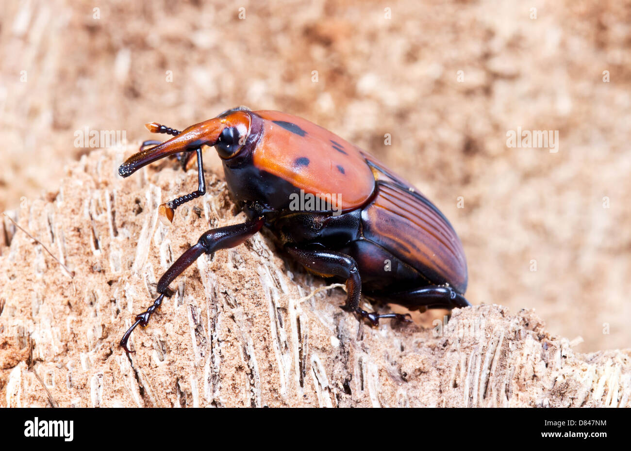 The red palm weevil Stock Photo - Alamy
