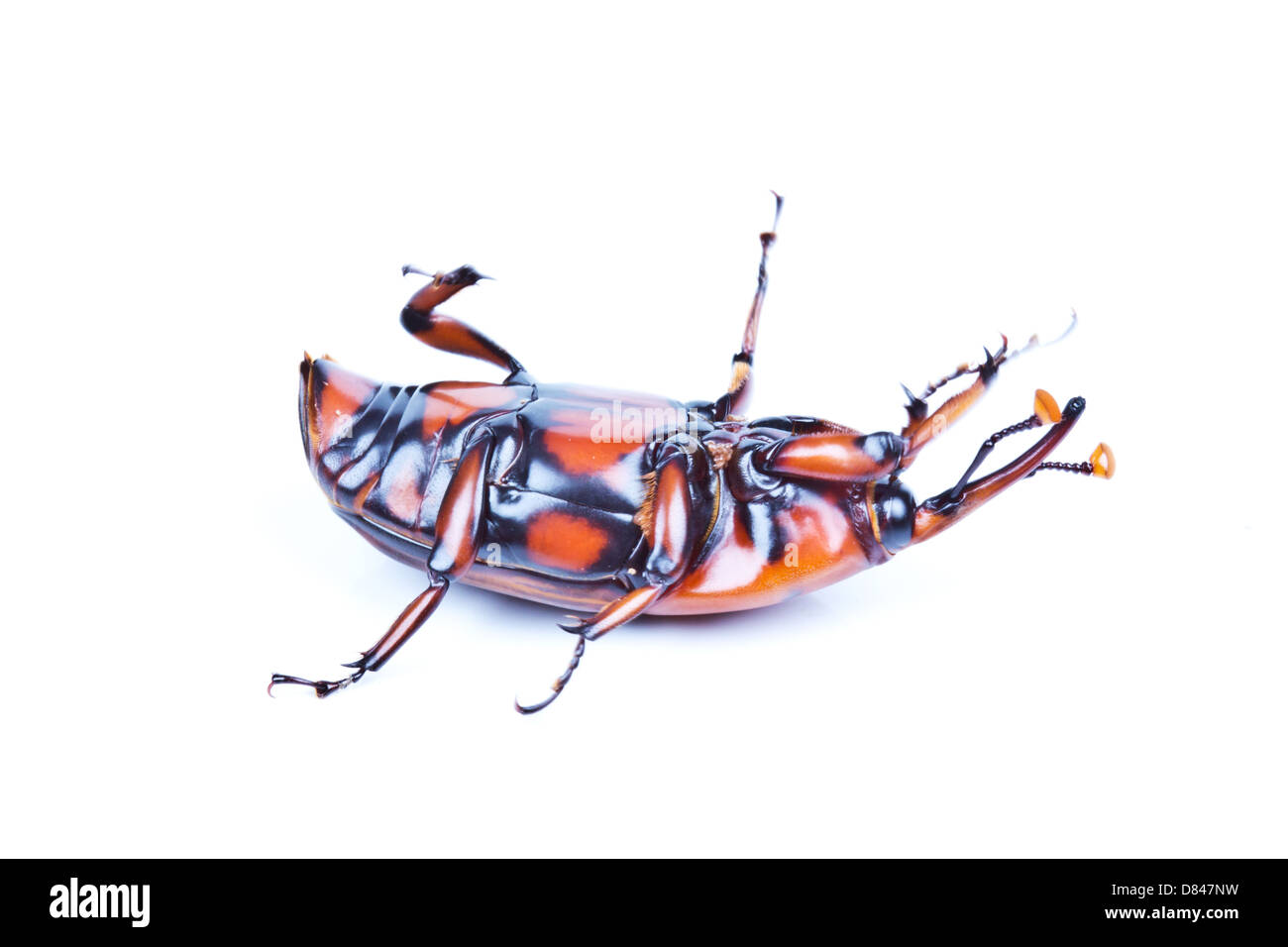The red palm weevil Stock Photo - Alamy
