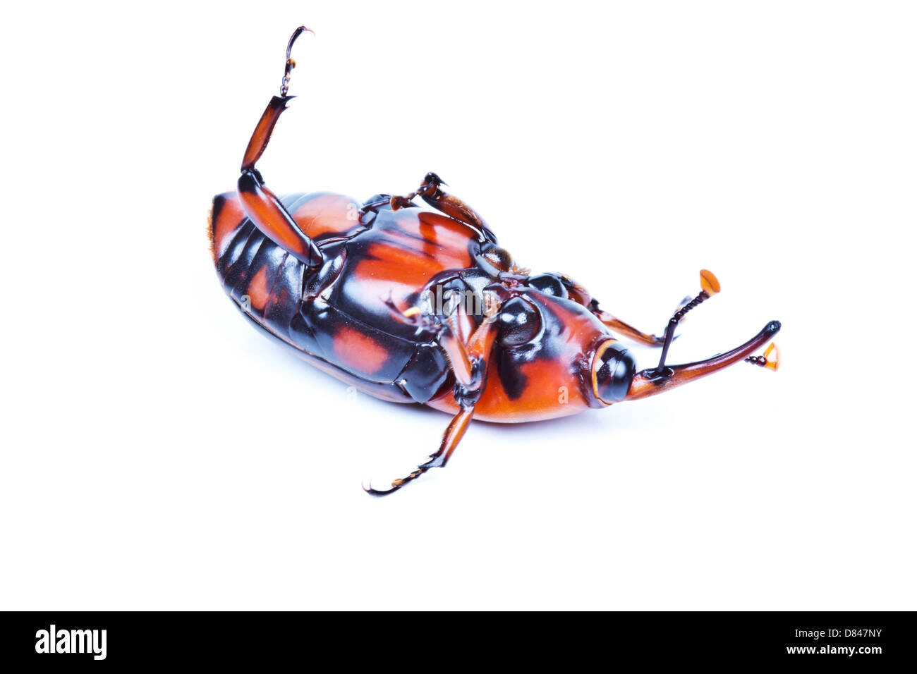 The red palm weevil Stock Photo - Alamy