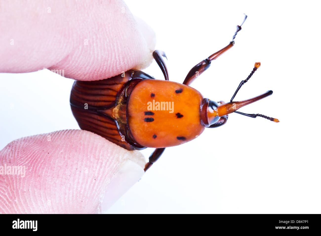 The red palm weevil Stock Photo - Alamy