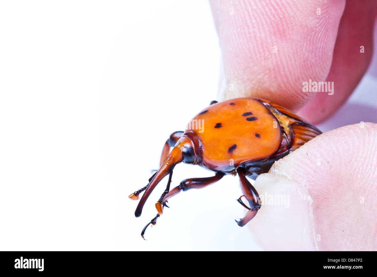 The red palm weevil Stock Photo - Alamy