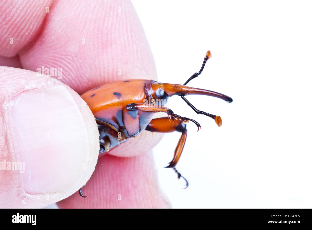 The red palm weevil Stock Photo - Alamy
