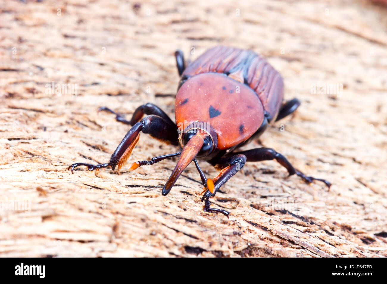 The red palm weevil Stock Photo - Alamy
