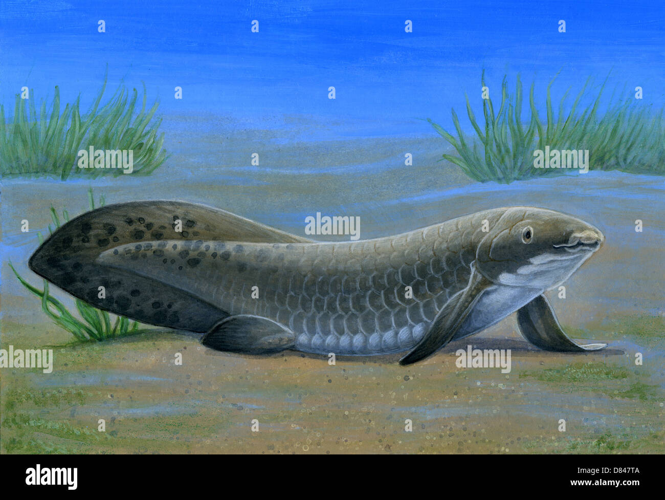 Ceratodus, an ancient lungfish that lived during the Triassic period ...