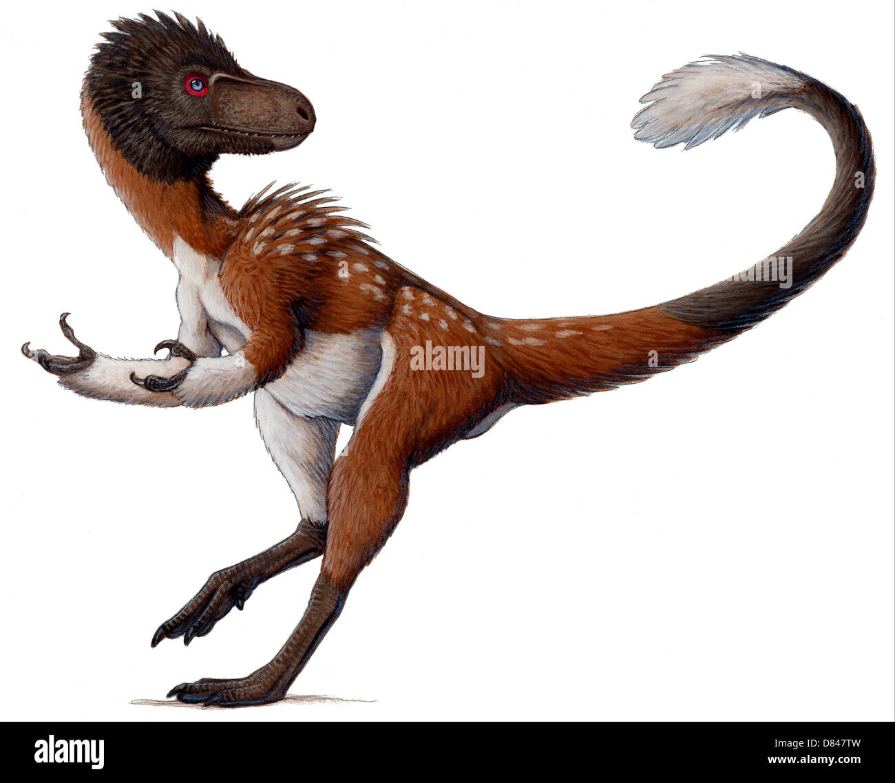 Dilong paradoxus, a small feathered ancestor of the tyrannosaurus, all ...