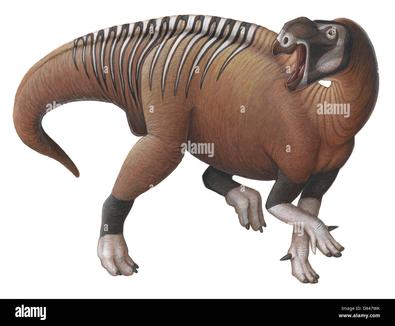 Muttaburrasaurus, a herbivorous ornithopod dinosaur from the early Cretaceous Period. Acrylics ...