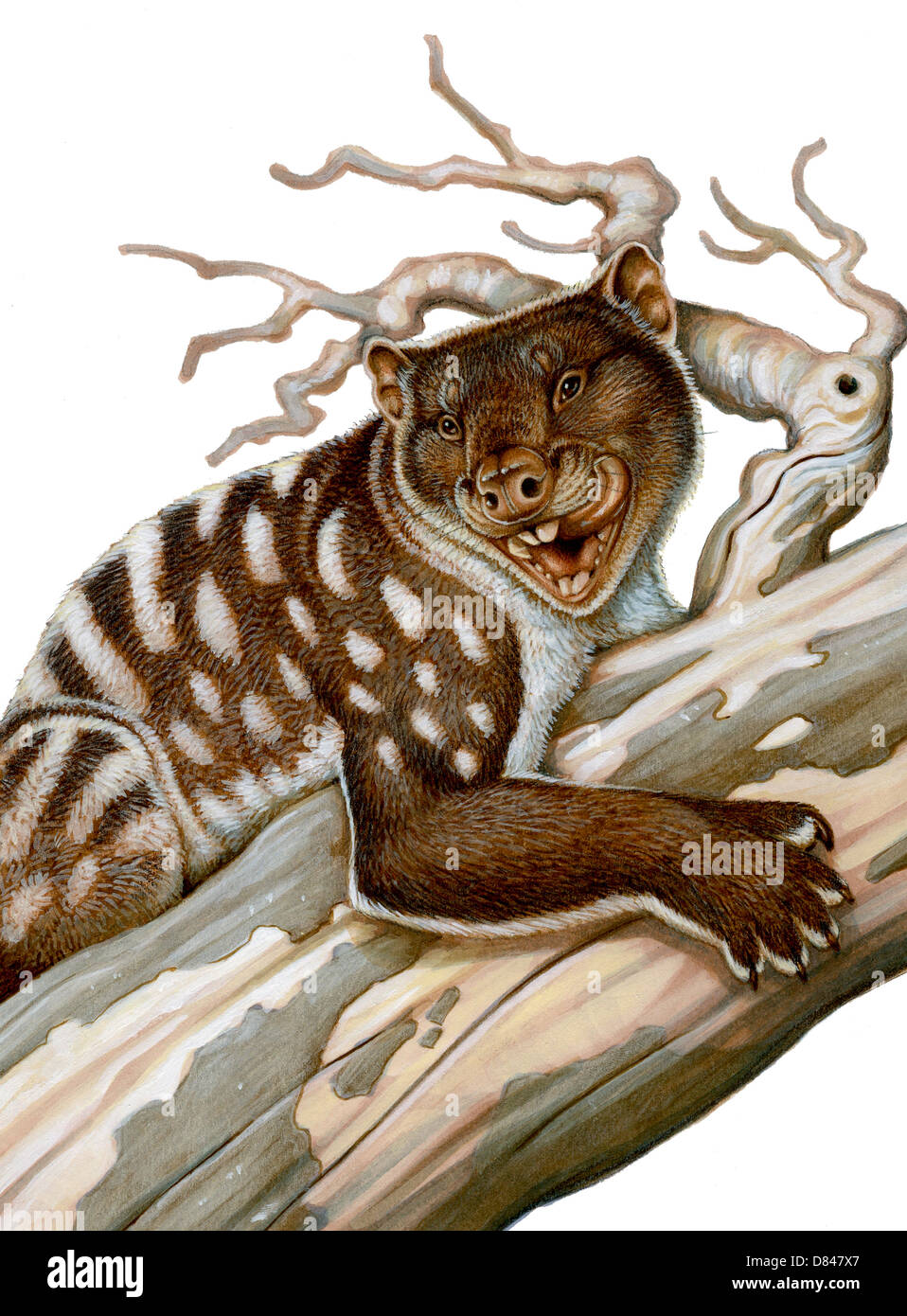 Thylacoleo, a marsupial lion from the Pleistocene Age Stock Photo - Alamy