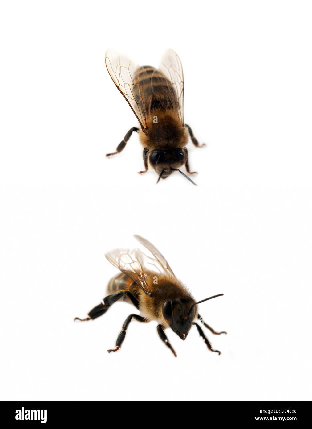 two bees isolated on white background Stock Photo - Alamy