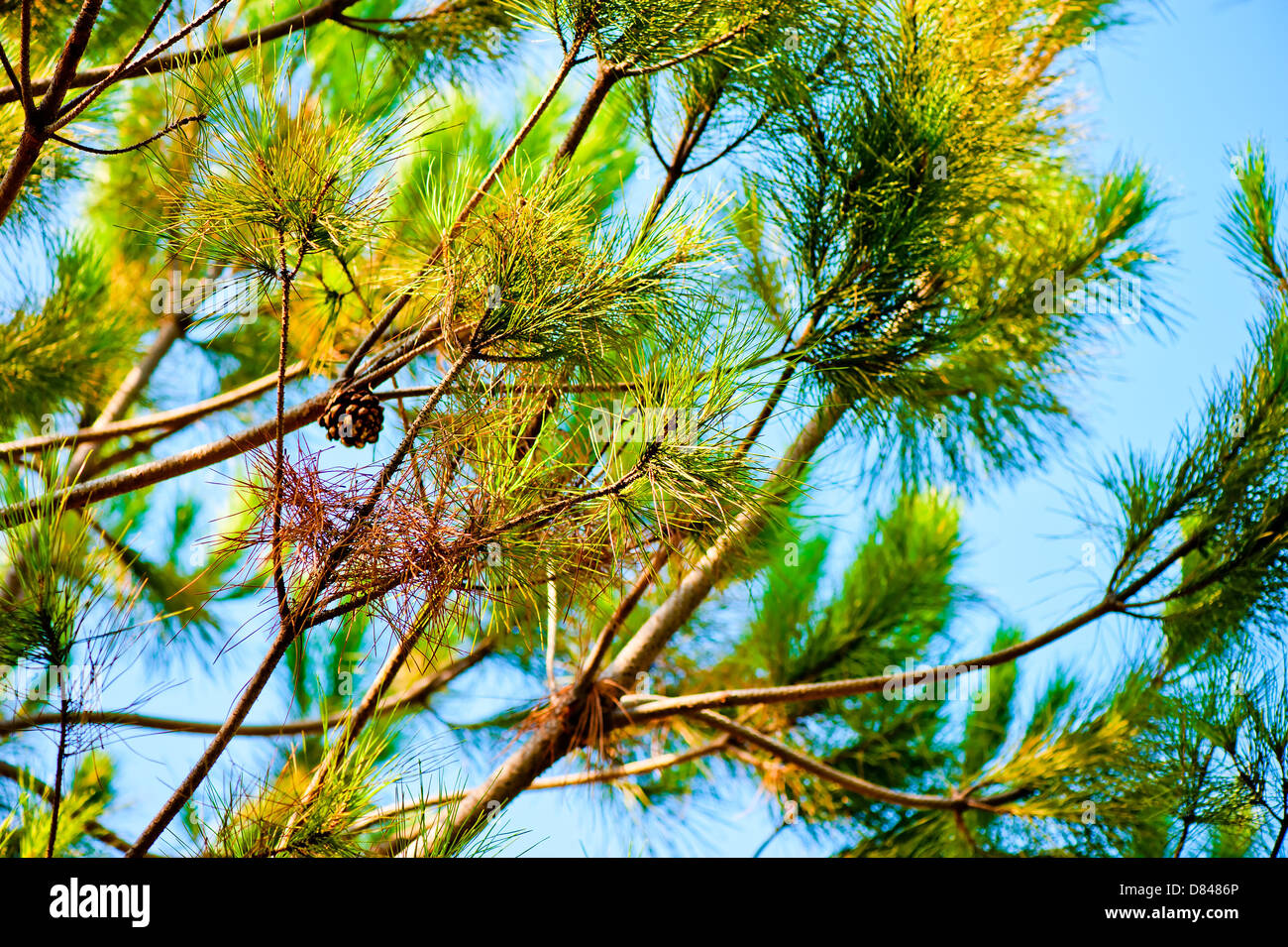 Bright green branches pine hi-res stock photography and images - Alamy