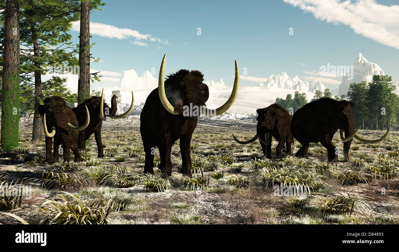 Woolly mammoth cenozoic era hi-res stock photography and images - Alamy