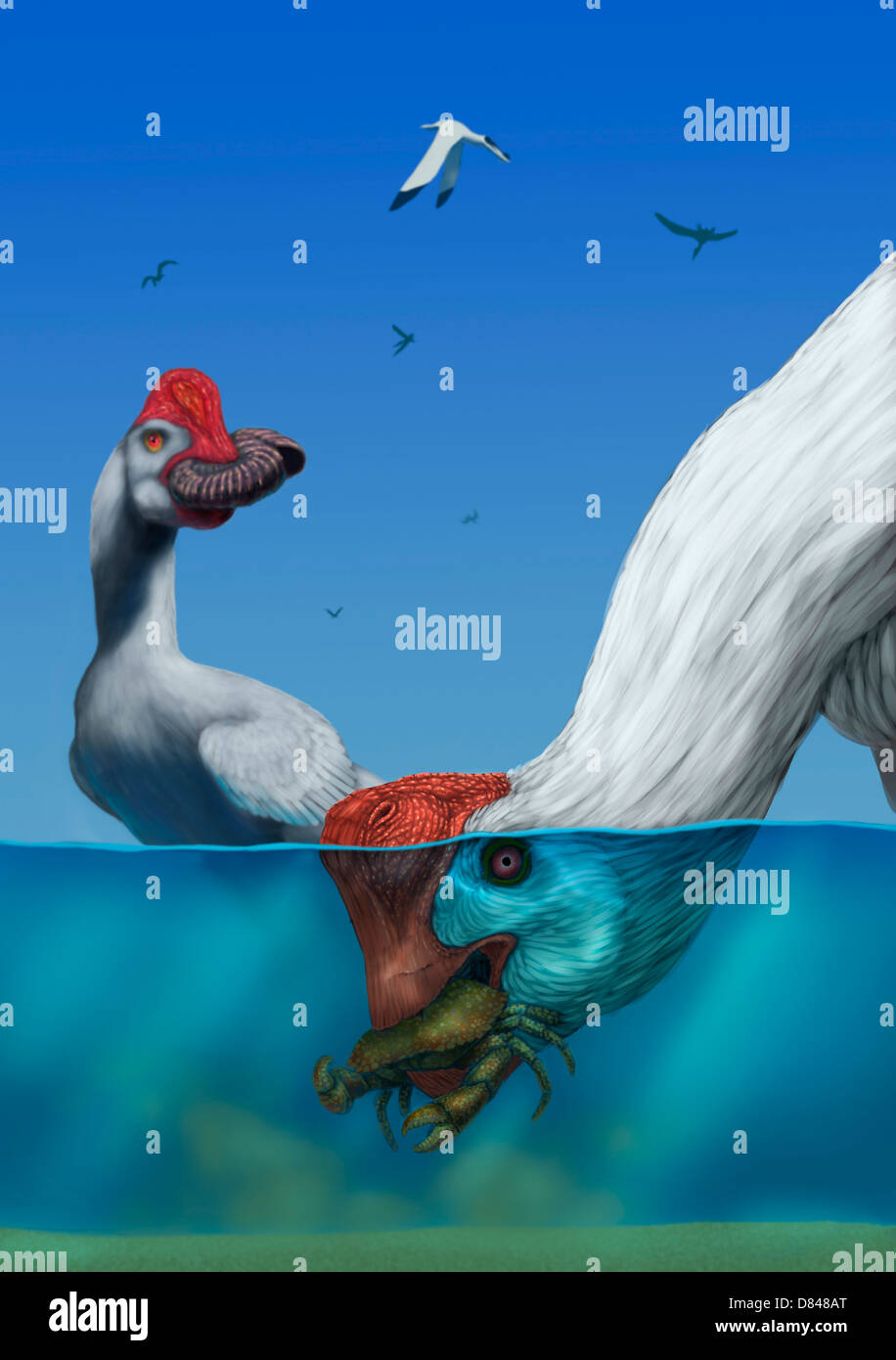 Neck crab hi-res stock photography and images - Alamy