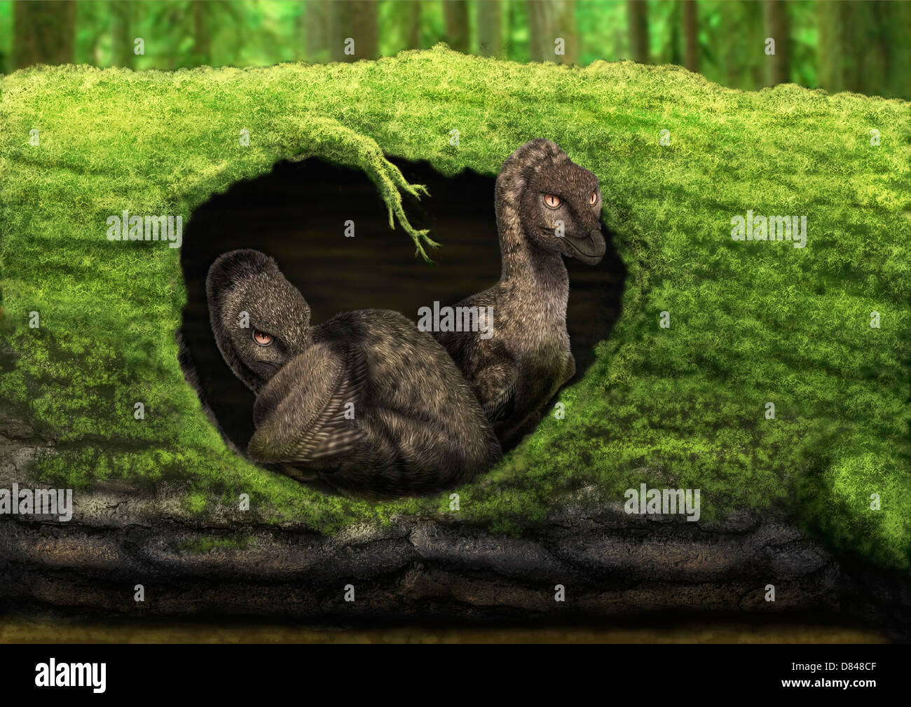 A pair of juvenile troodons waiting in the hollow of a tree until their ...