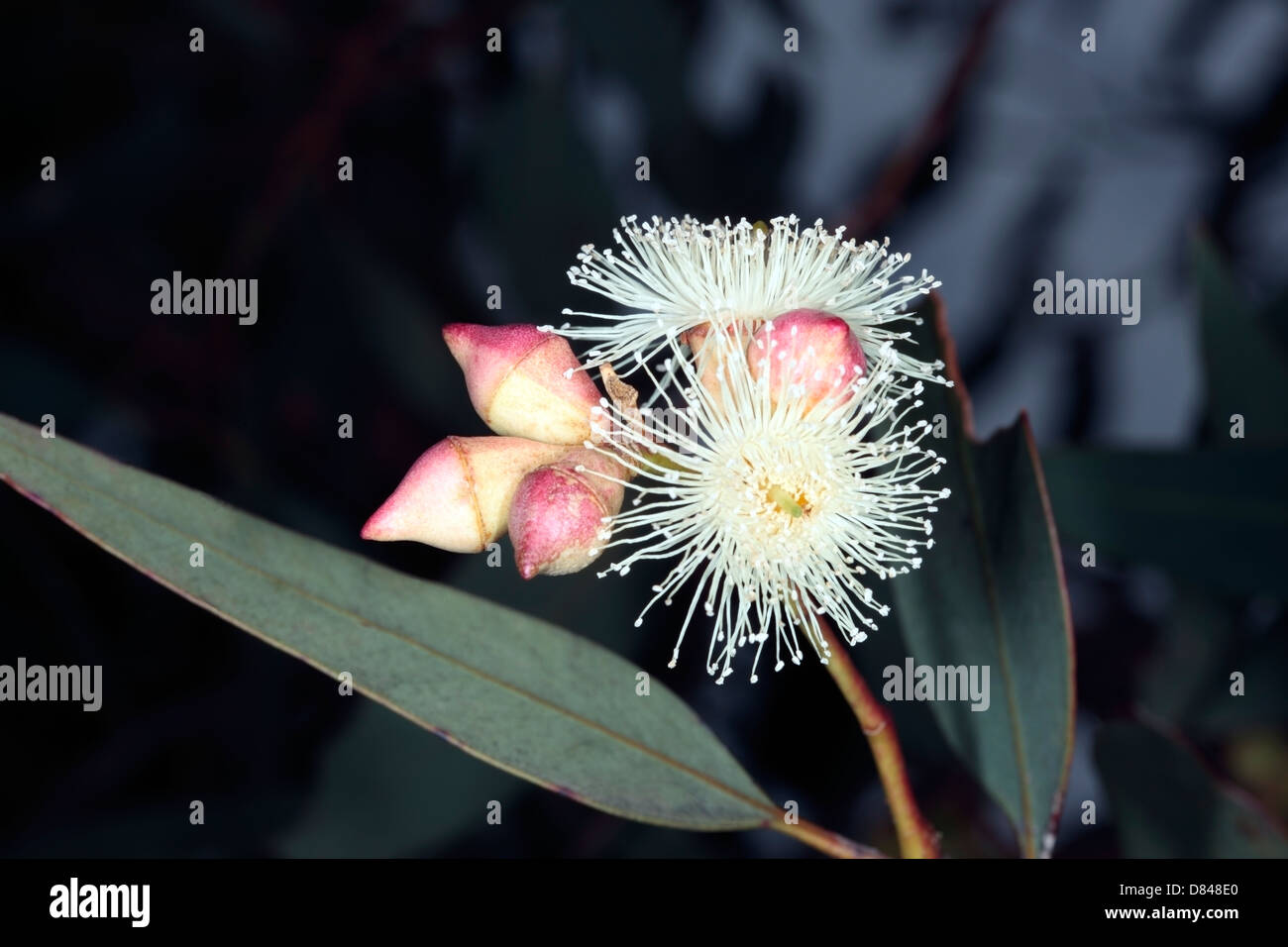 Ironbark tree hi-res stock photography and images - Alamy