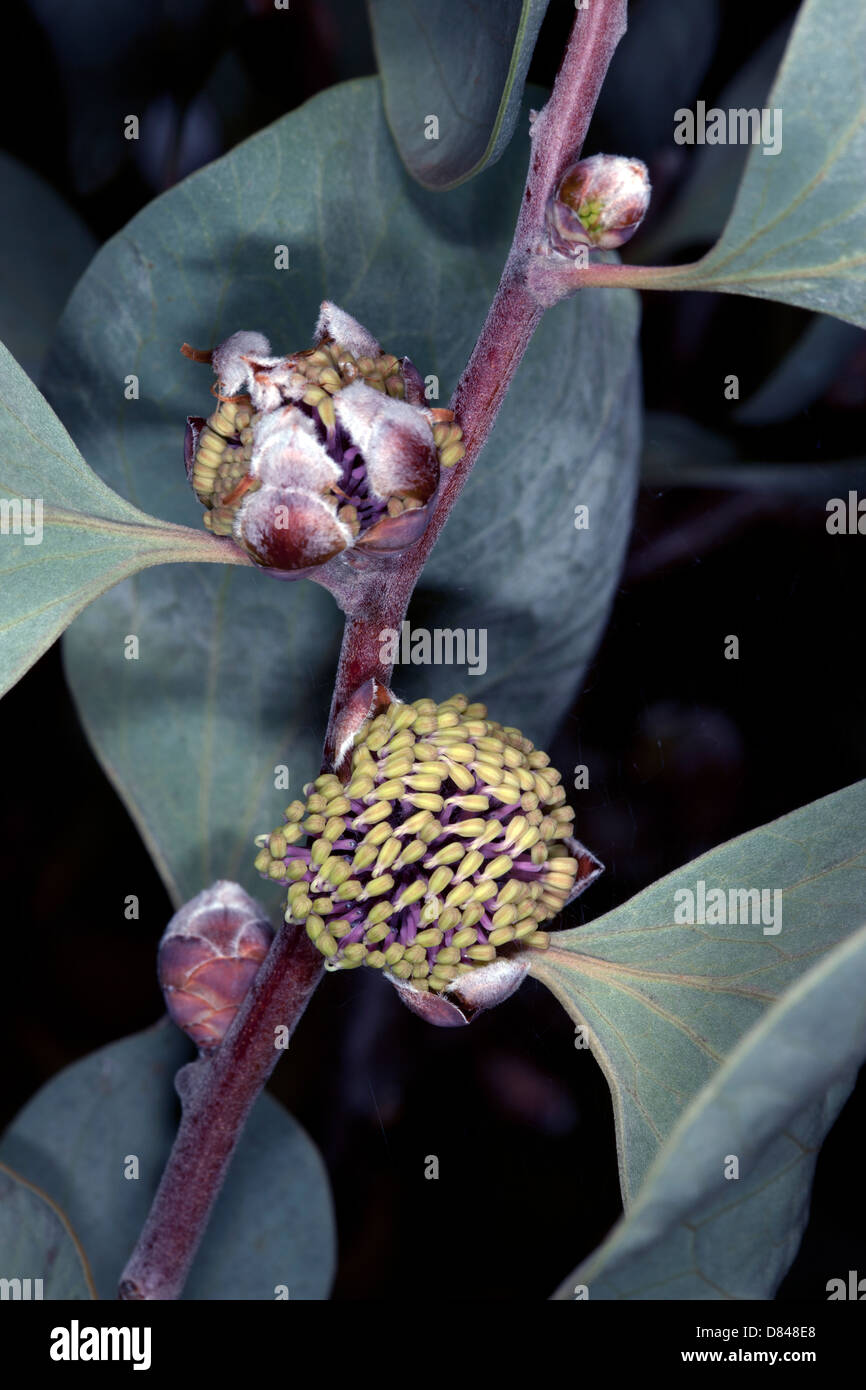 Hakea australian native flower hi-res stock photography and images - Alamy