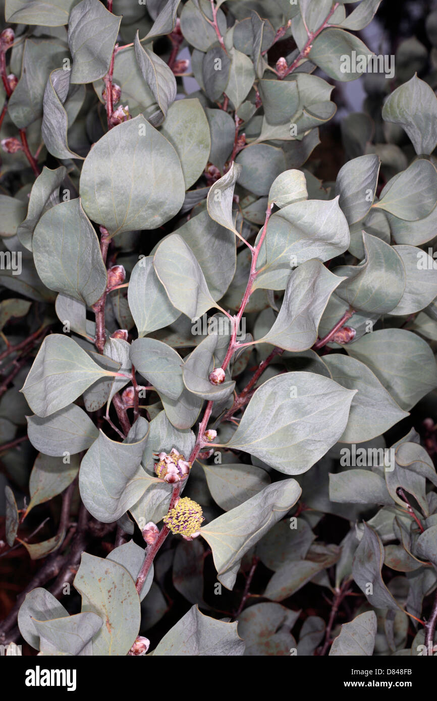 Hakea australian native flower hi-res stock photography and images - Alamy