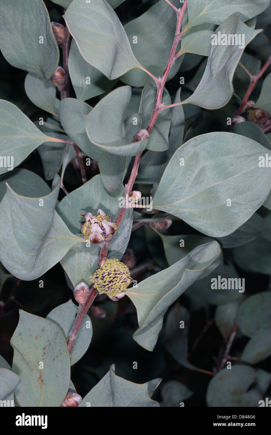 Hakea australian native flora hi-res stock photography and images - Alamy