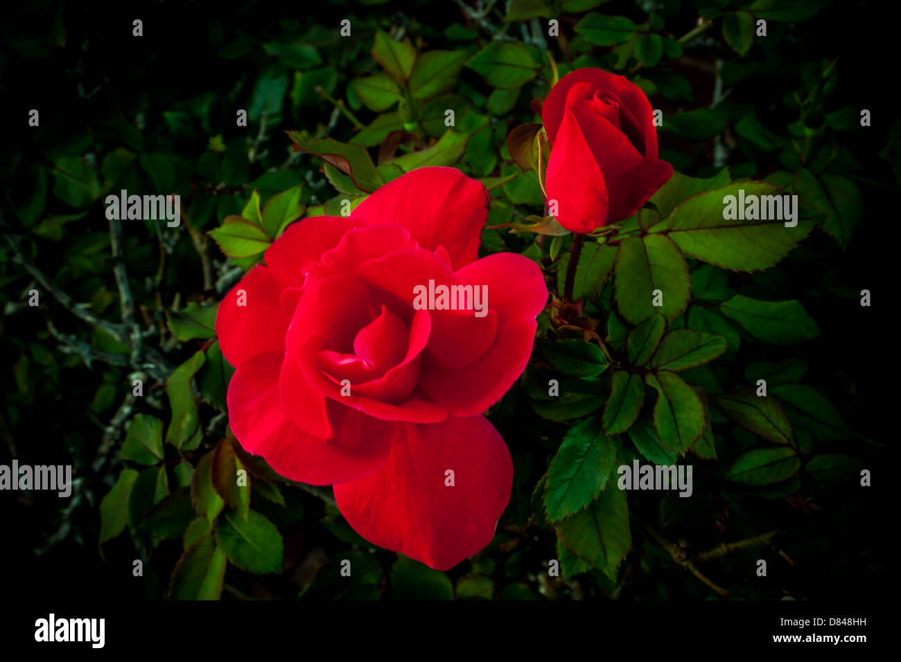 Two red roses, one in full bloom, one still closed but beginning to ...