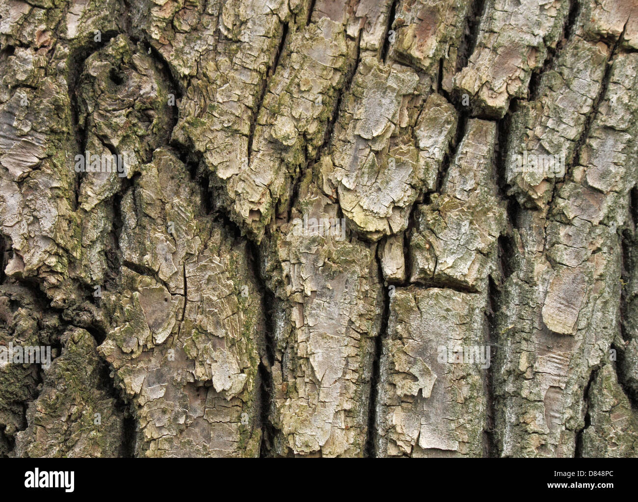 Tree wood up close hi-res stock photography and images - Alamy