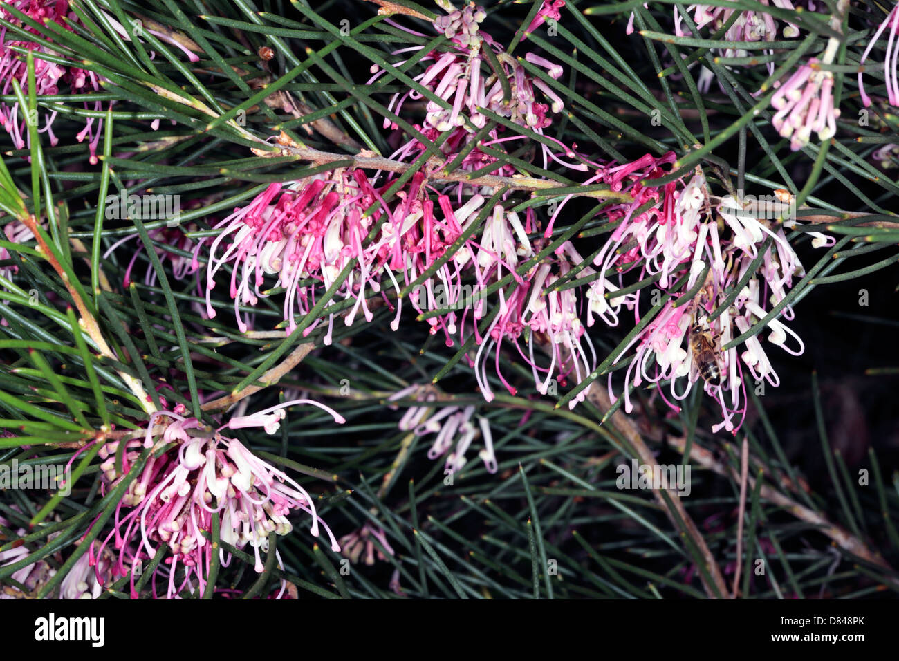 Hakea australian native flower hi-res stock photography and images - Alamy